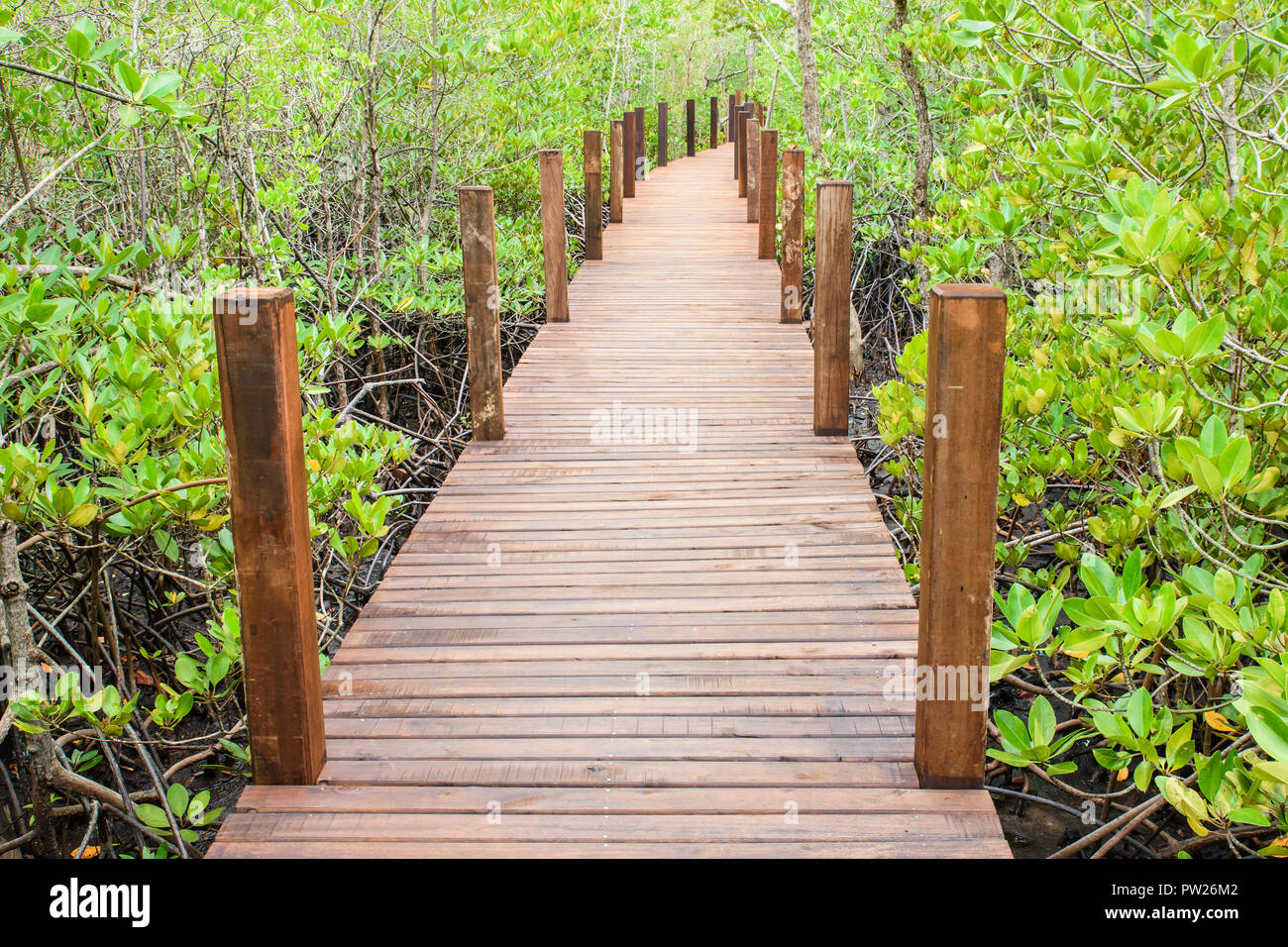 Wood Walk way with mangrove forest at national park,thailand Stock ...