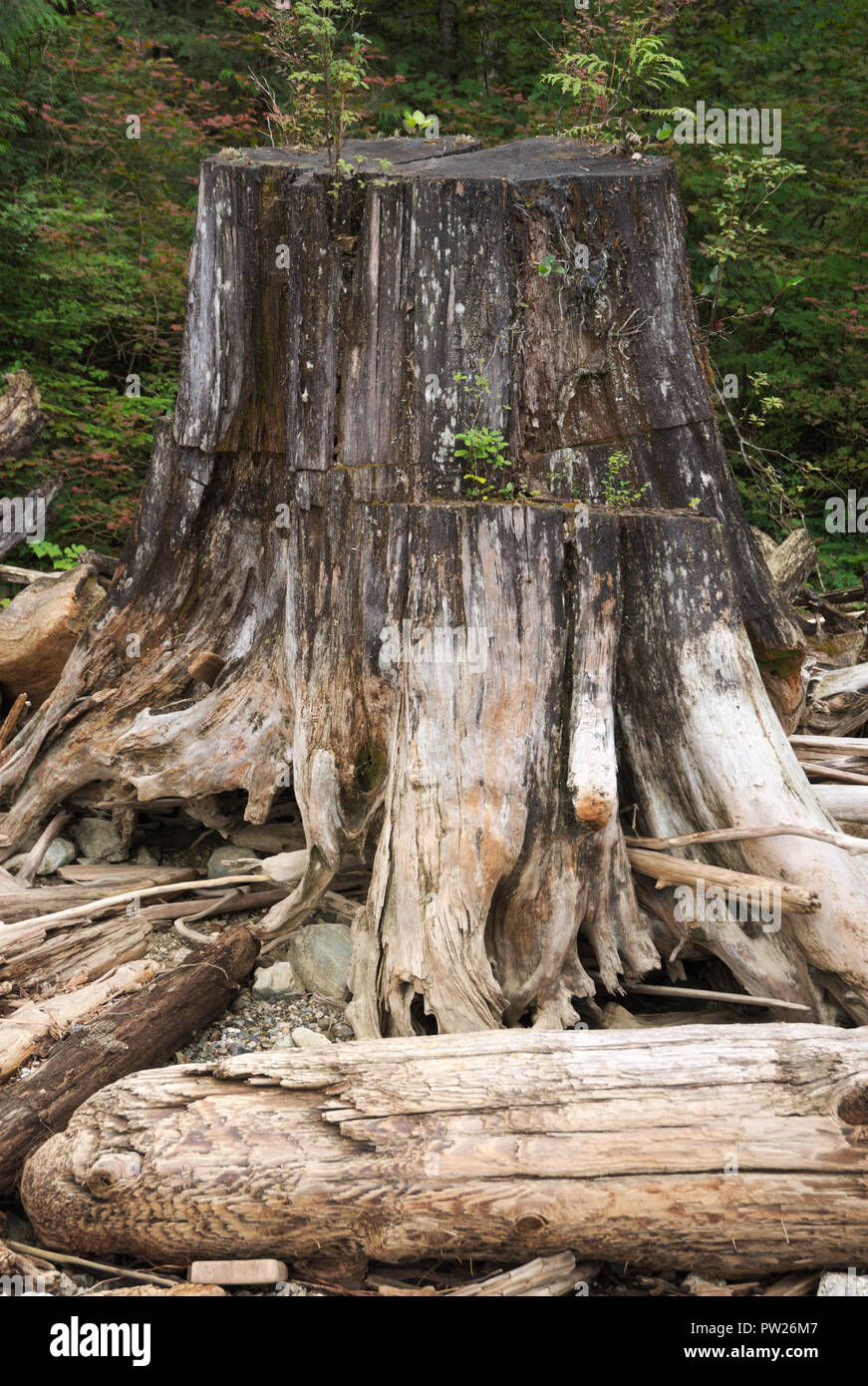 Plant growing from a nurse stump at Stave Lake in Mission, British ...