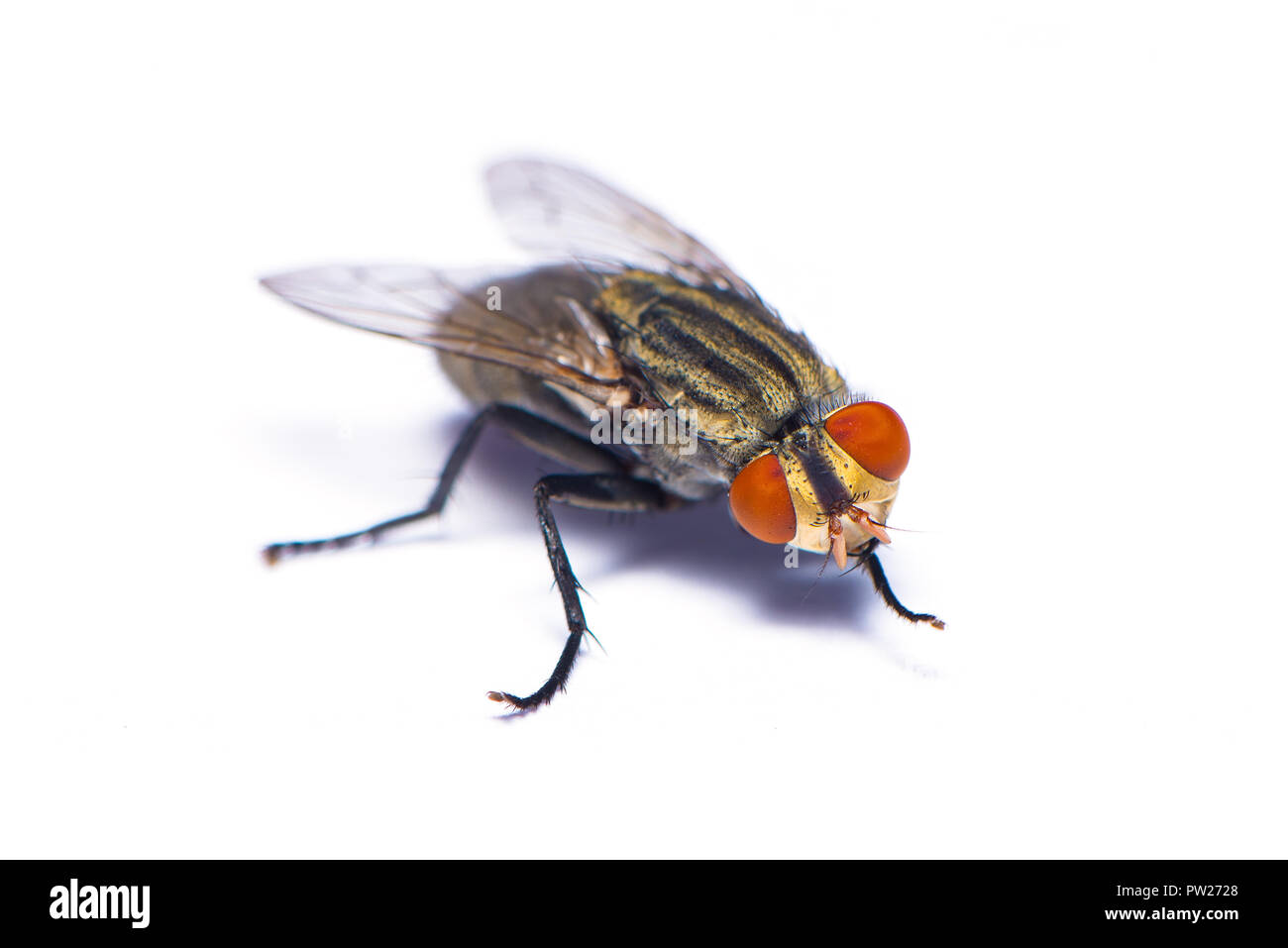 Common housefly isolated on white background Stock Photo - Alamy