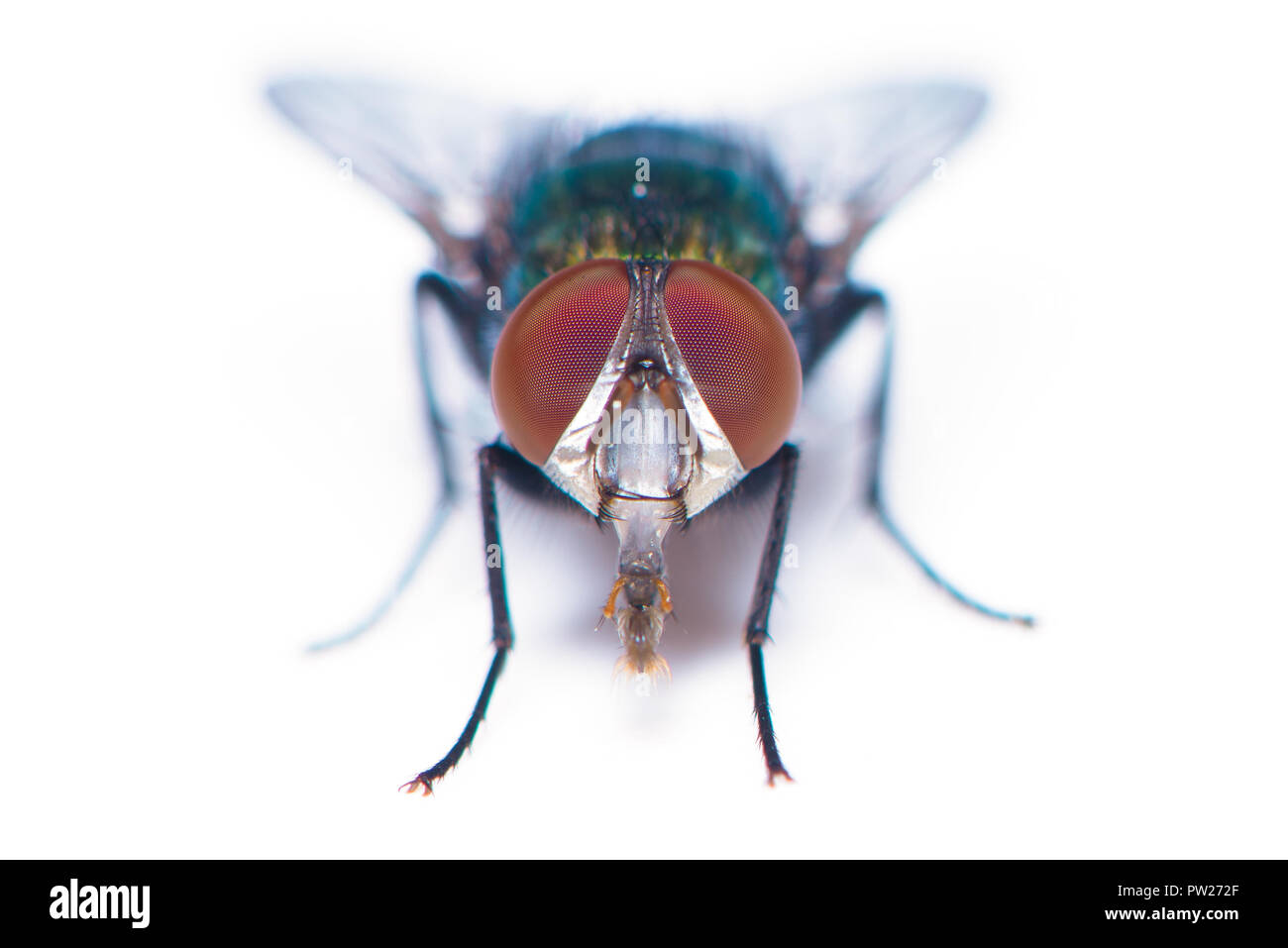 Common housefly isolated on white background Stock Photo - Alamy