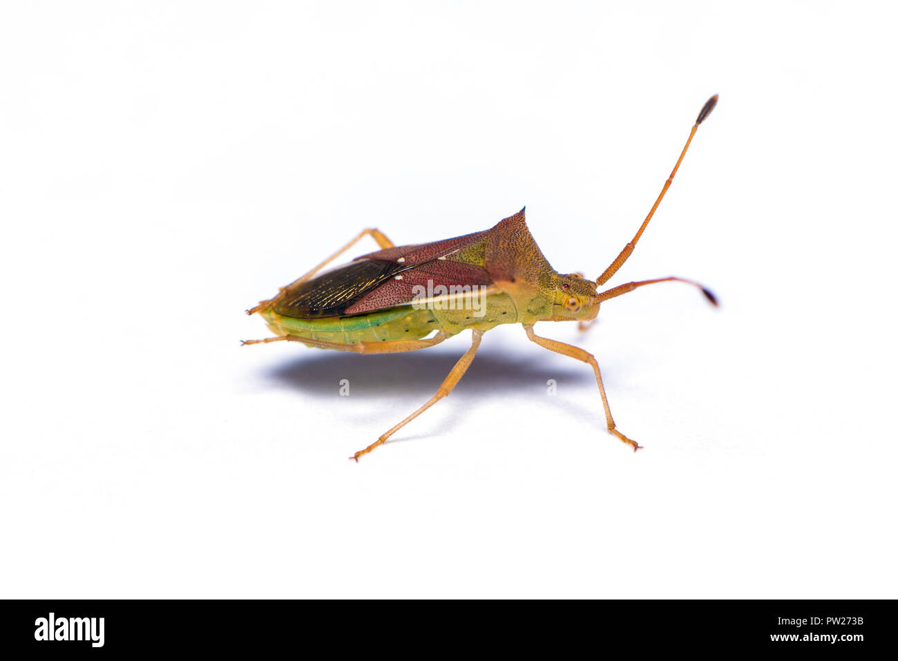Colorful Shield Bug isolated on white background Stock Photo - Alamy