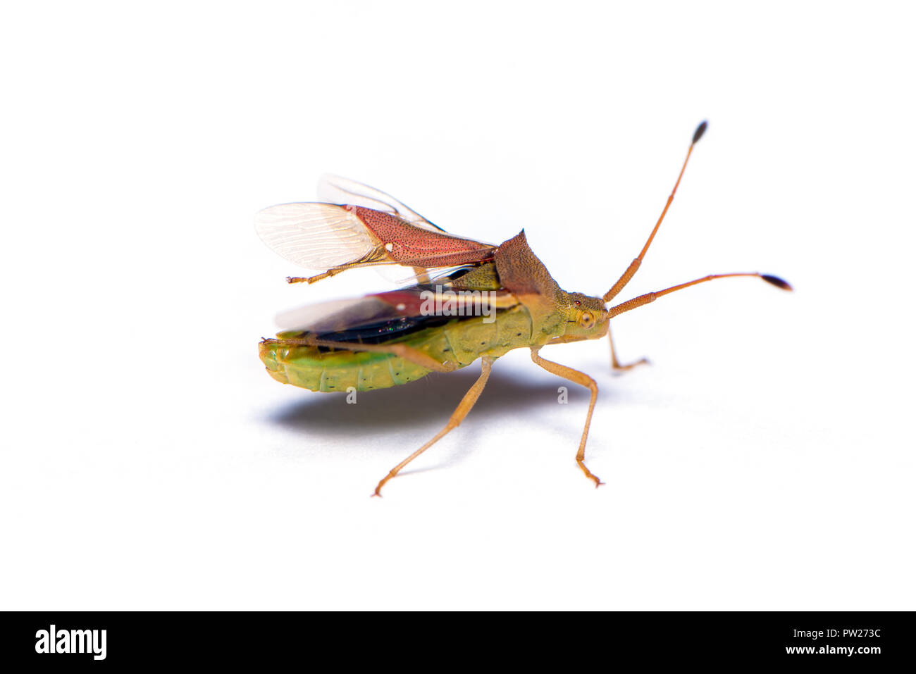 Colorful Shield Bug isolated on white background Stock Photo - Alamy