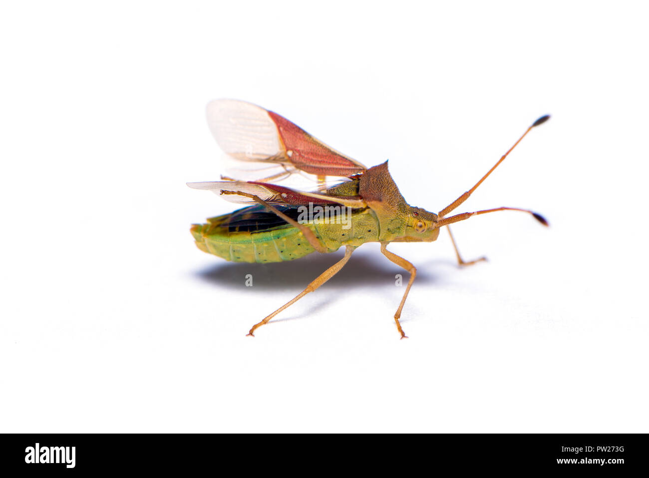 Colorful shield hi-res stock photography and images - Alamy