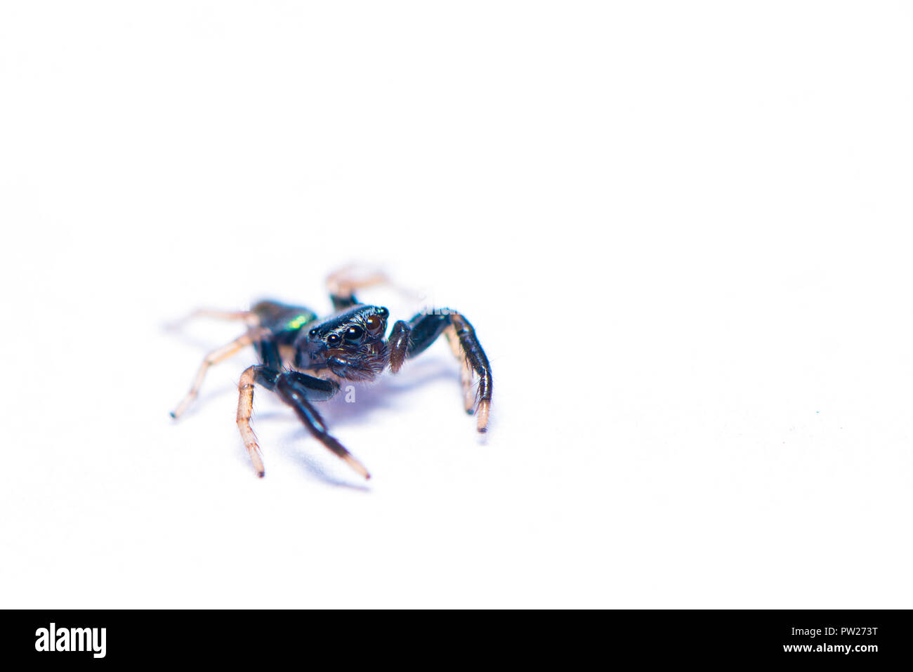 Metallic green color tiny spider isolated on white background Stock ...