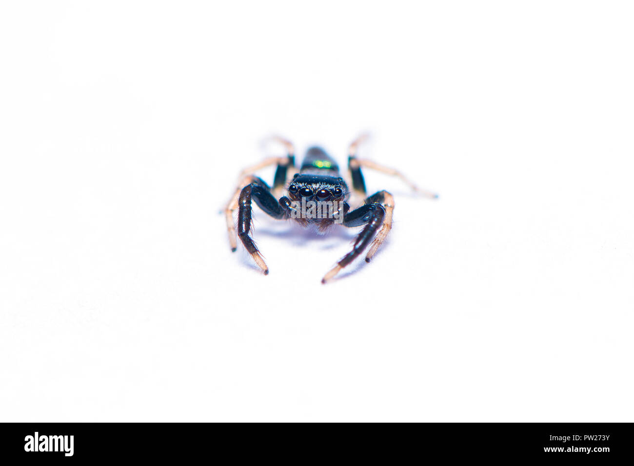 Metallic green color tiny spider isolated on white background Stock ...