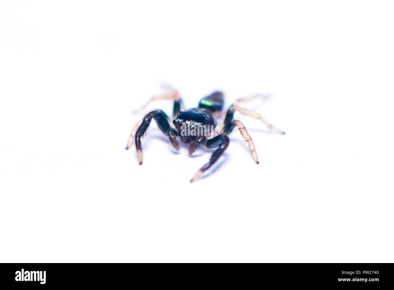 Metallic green color tiny spider isolated on white background Stock ...