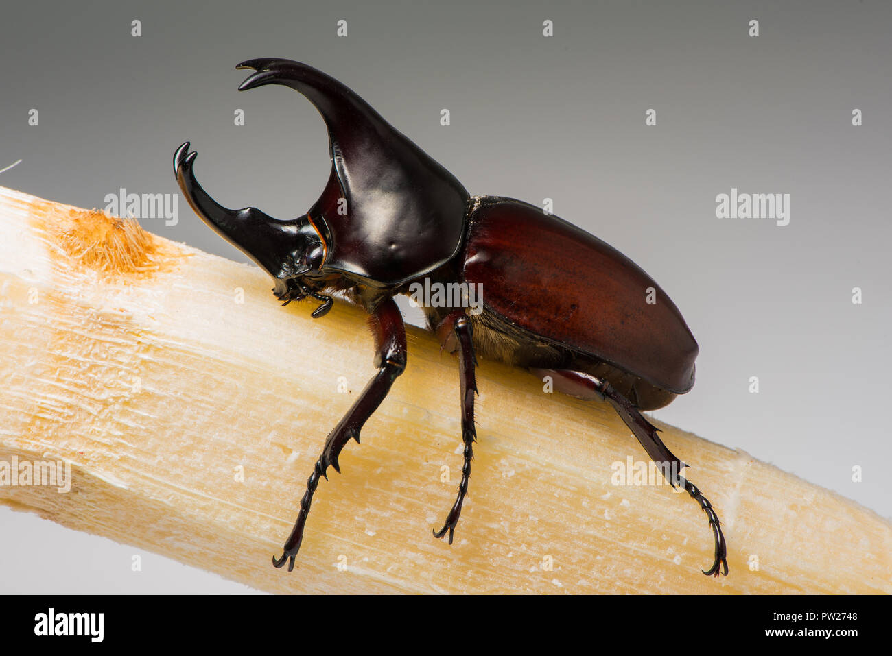 Cane beetles hi-res stock photography and images - Alamy