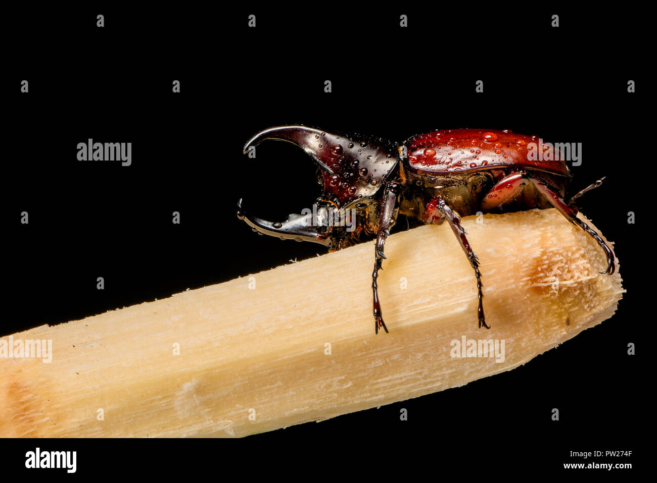 Sugar cane beetle hi-res stock photography and images - Alamy