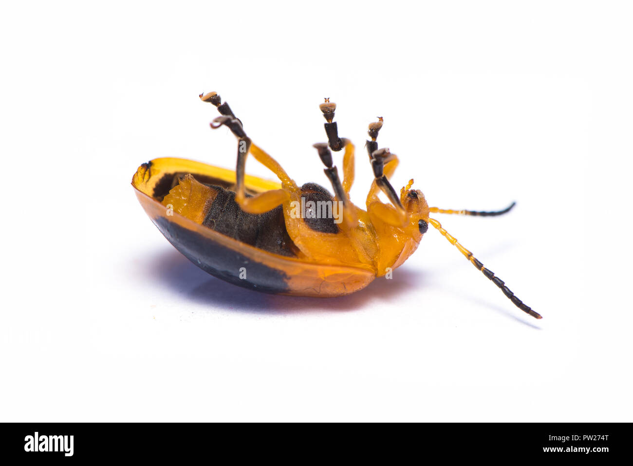 Coccinellidae (ladybug beetle) isolated on white background Stock Photo ...