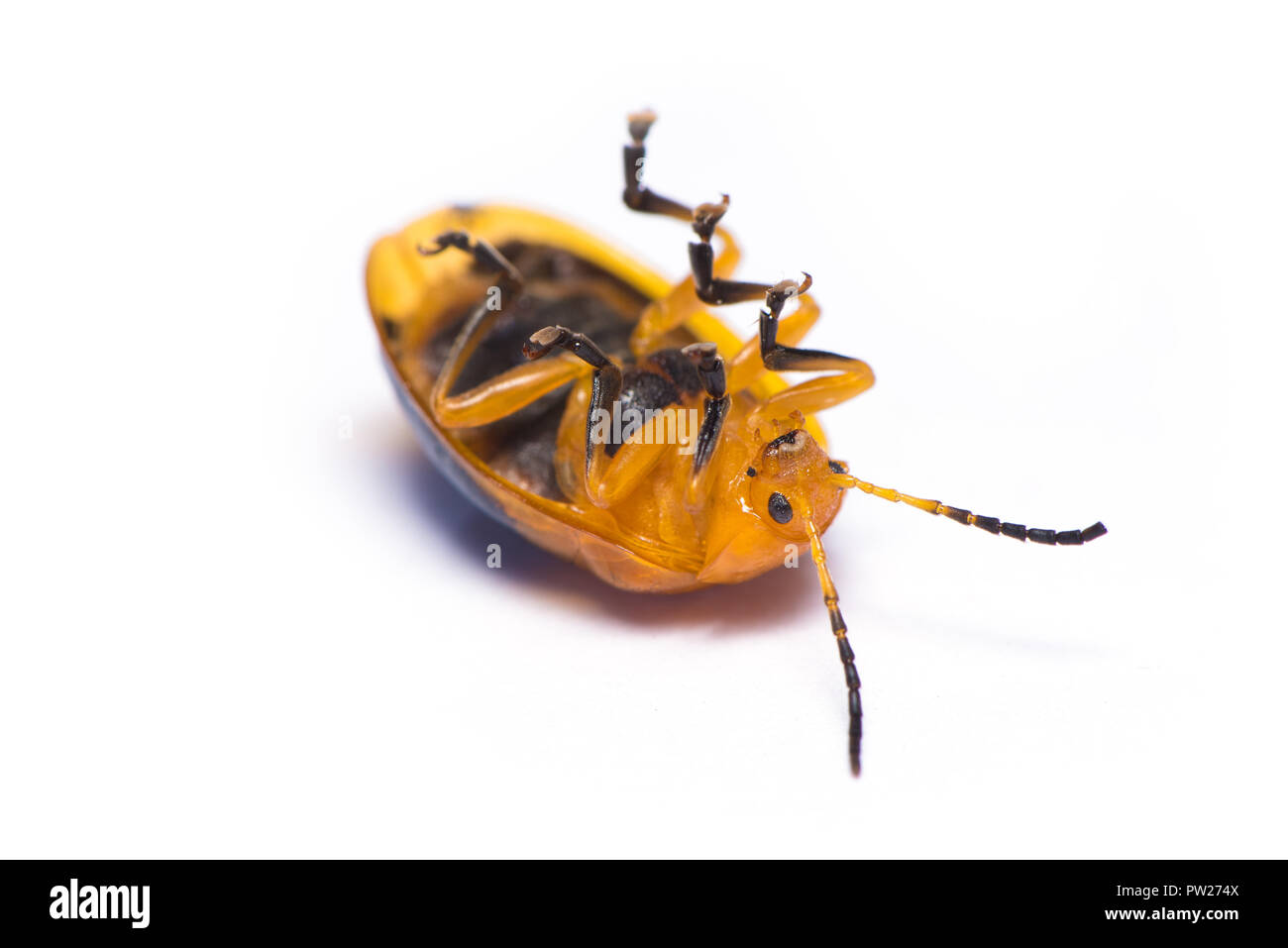 Coccinellidae (ladybug beetle) isolated on white background Stock Photo ...