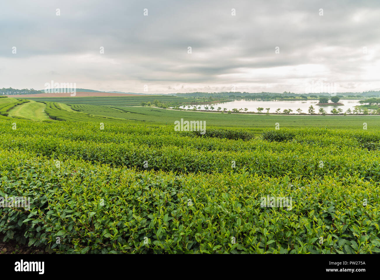 An organic tea plantation landscape Stock Photo - Alamy