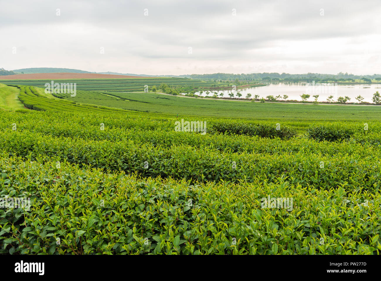 An organic tea plantation landscape Stock Photo - Alamy