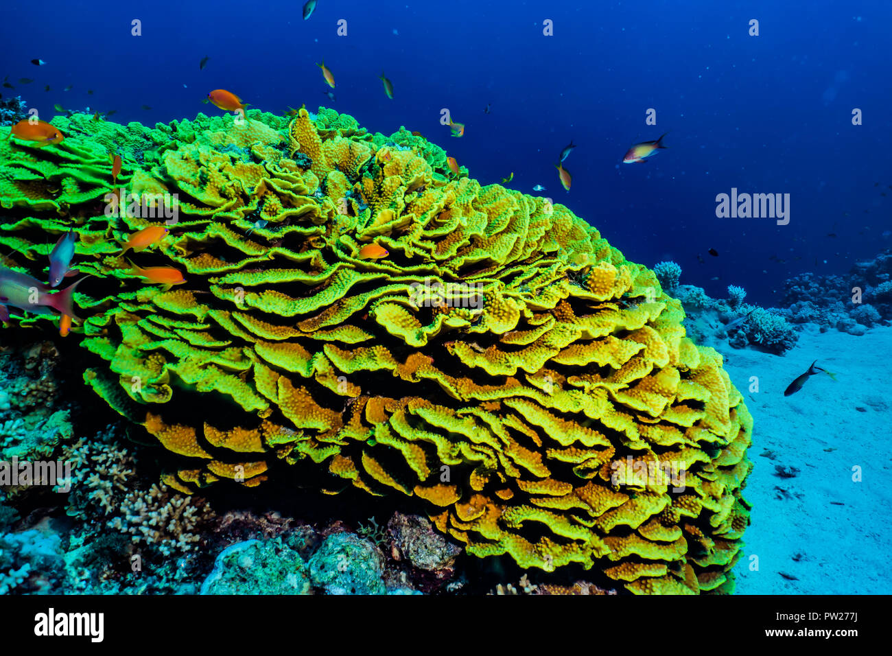 Coral reefs and water plants in the Red Sea Stock Photo - Alamy
