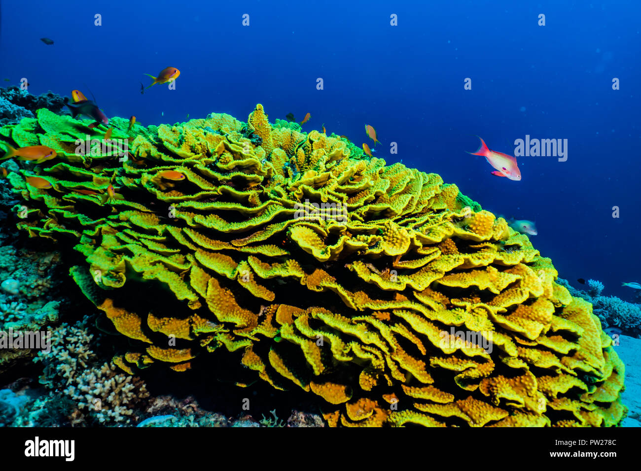Coral reefs and water plants in the Red Sea Stock Photo - Alamy