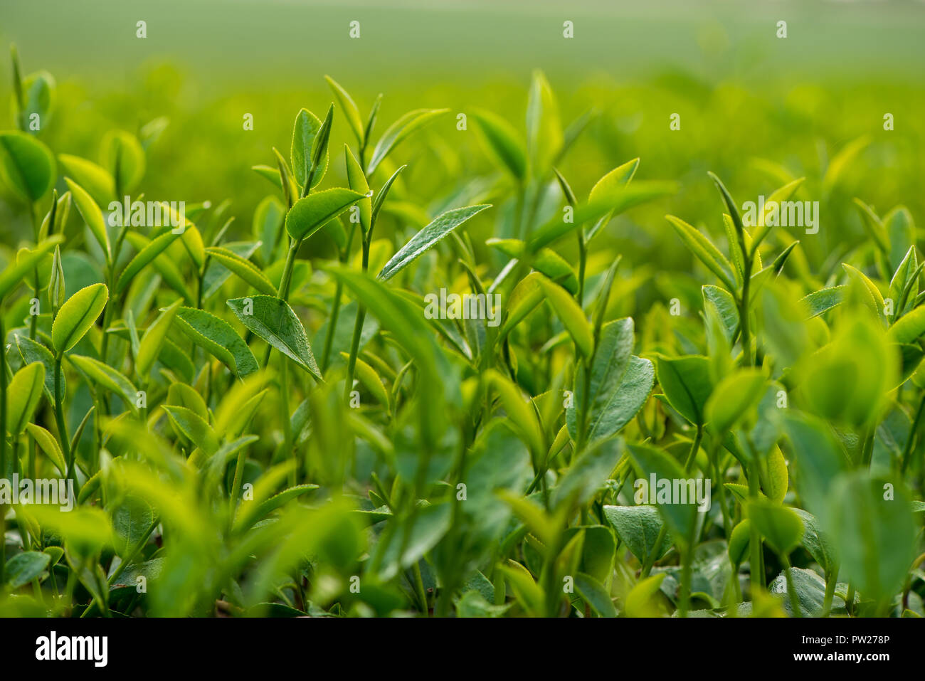 Young green tea leaves in the plantation ready to be picked up Stock ...