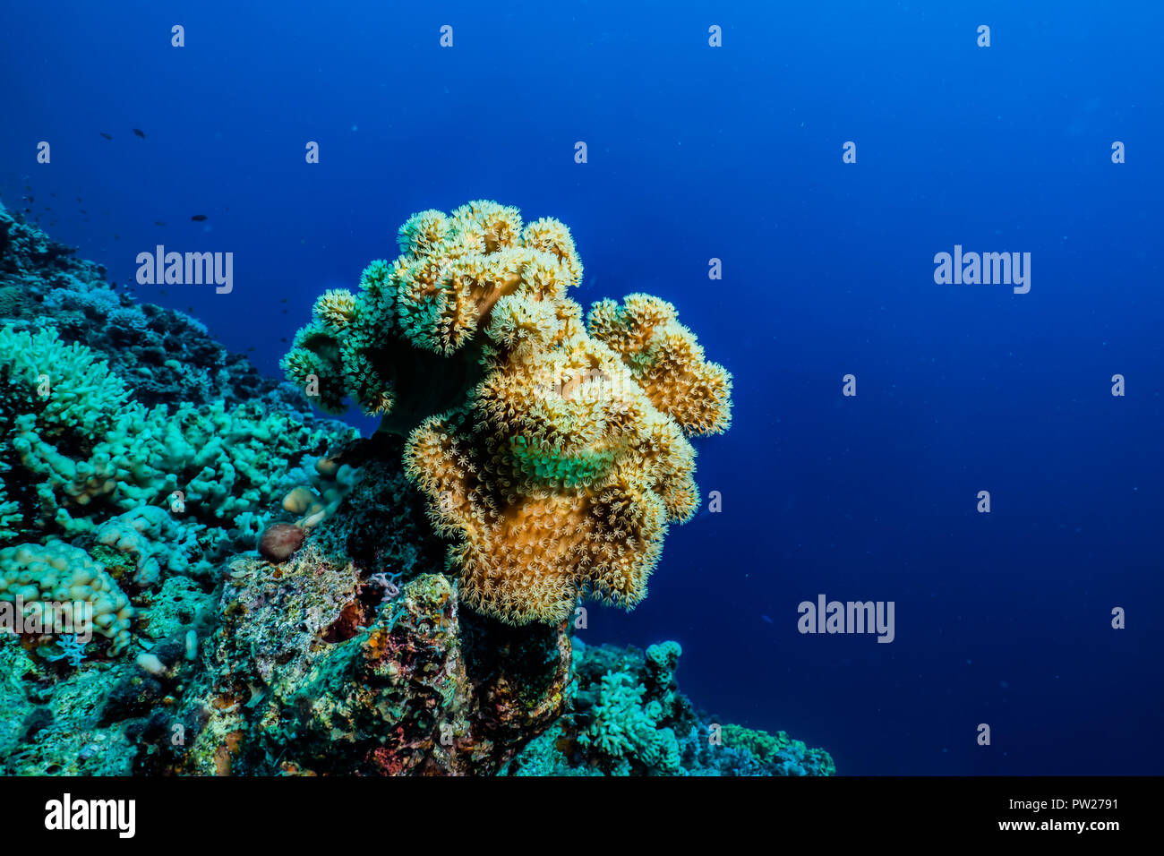 Coral reefs and water plants in the Red Sea Stock Photo - Alamy