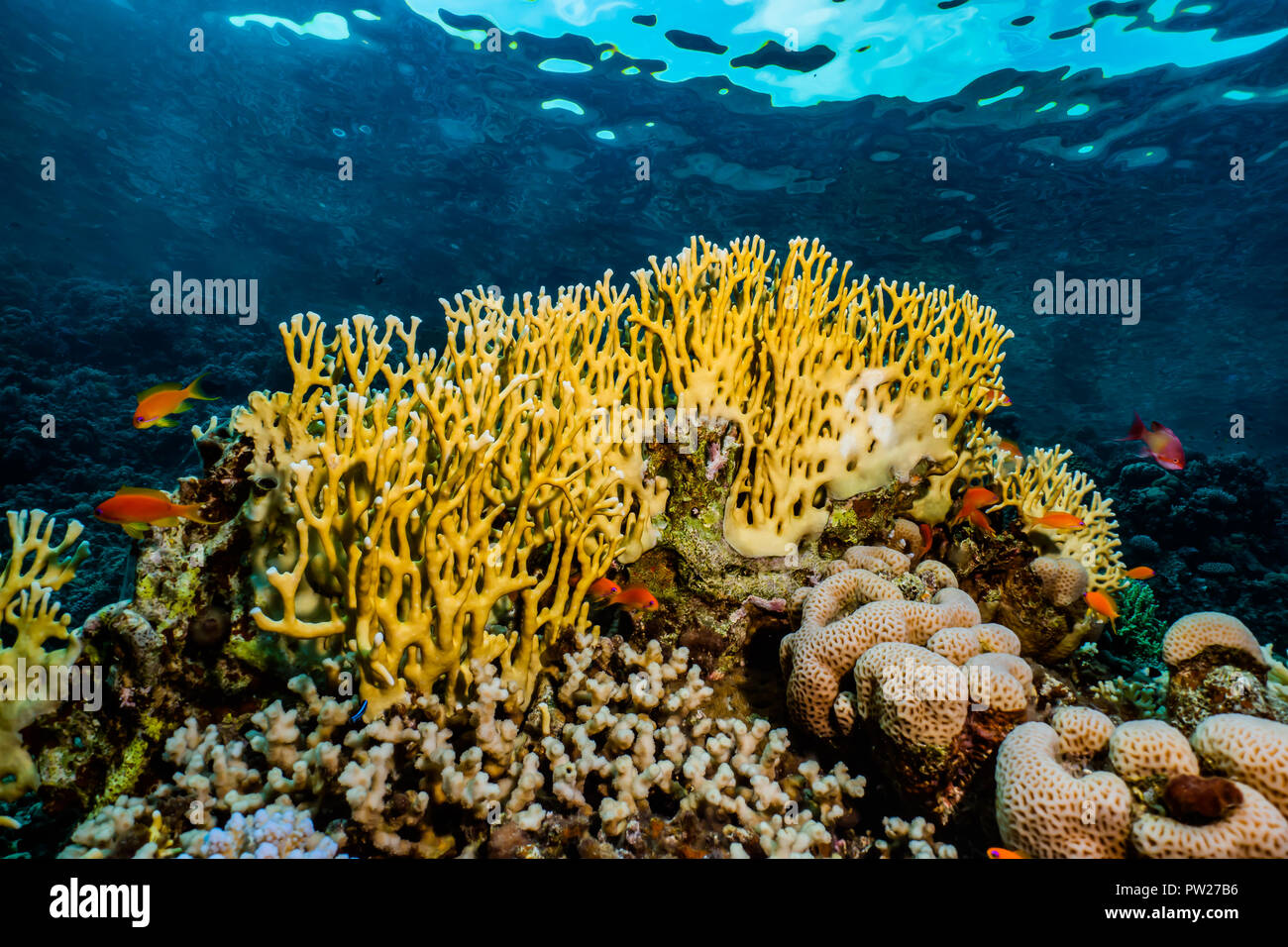 Coral reefs and water plants in the Red Sea Stock Photo - Alamy