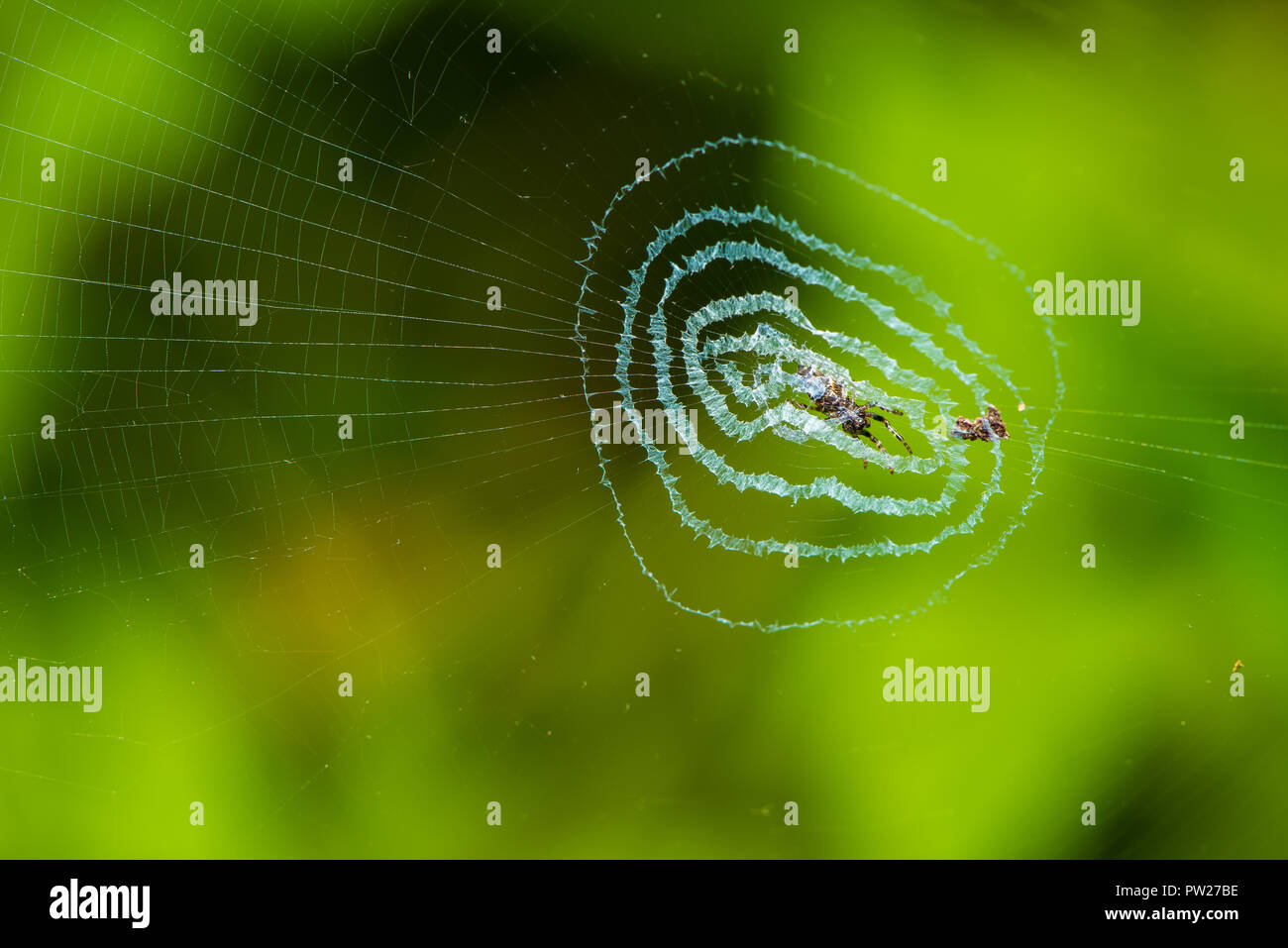 Beauty and complexity of spider web in the jungle Stock Photo - Alamy