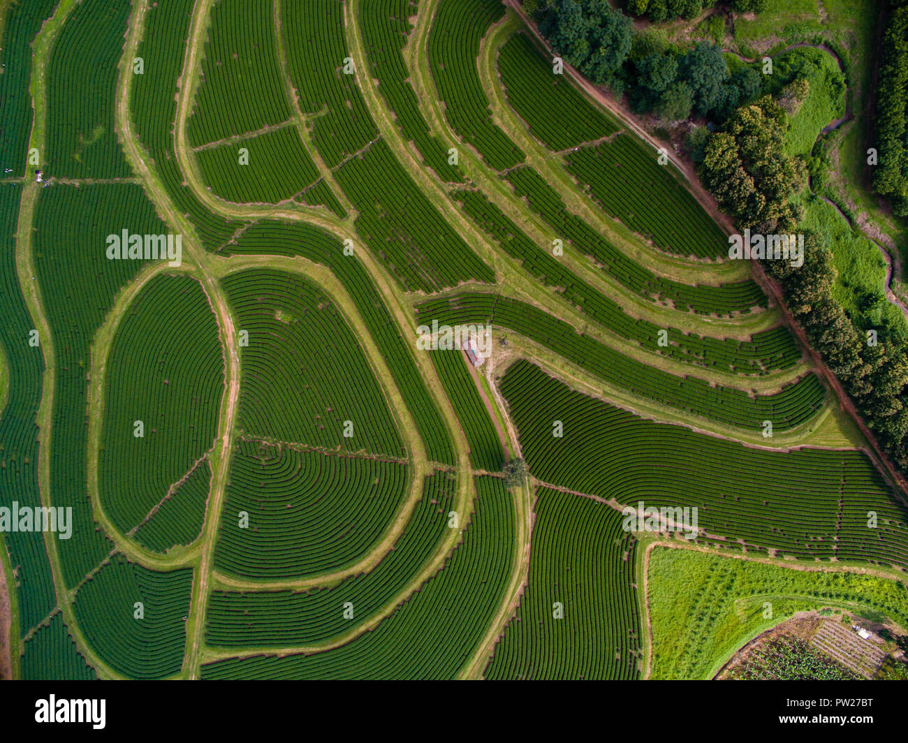 Aerial view of tea plantation Stock Photo - Alamy