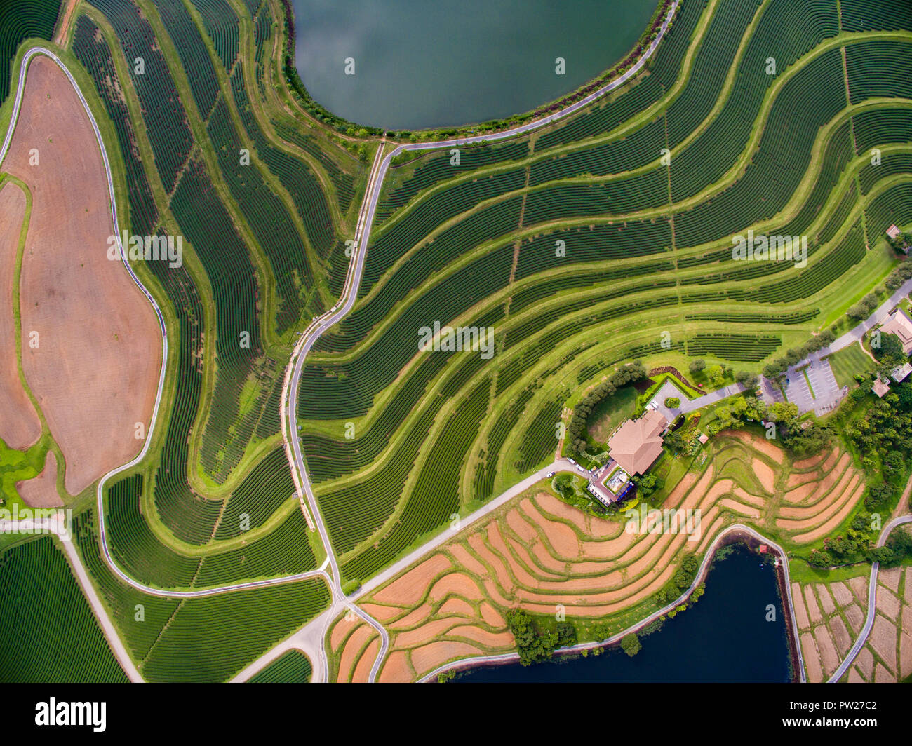 Aerial view of tea plantation Stock Photo - Alamy