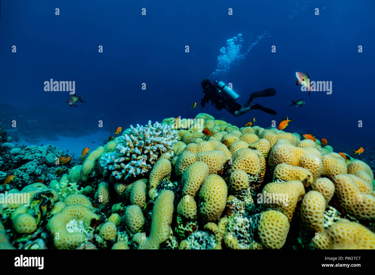 Coral reefs and water plants in the Red Sea Stock Photo - Alamy