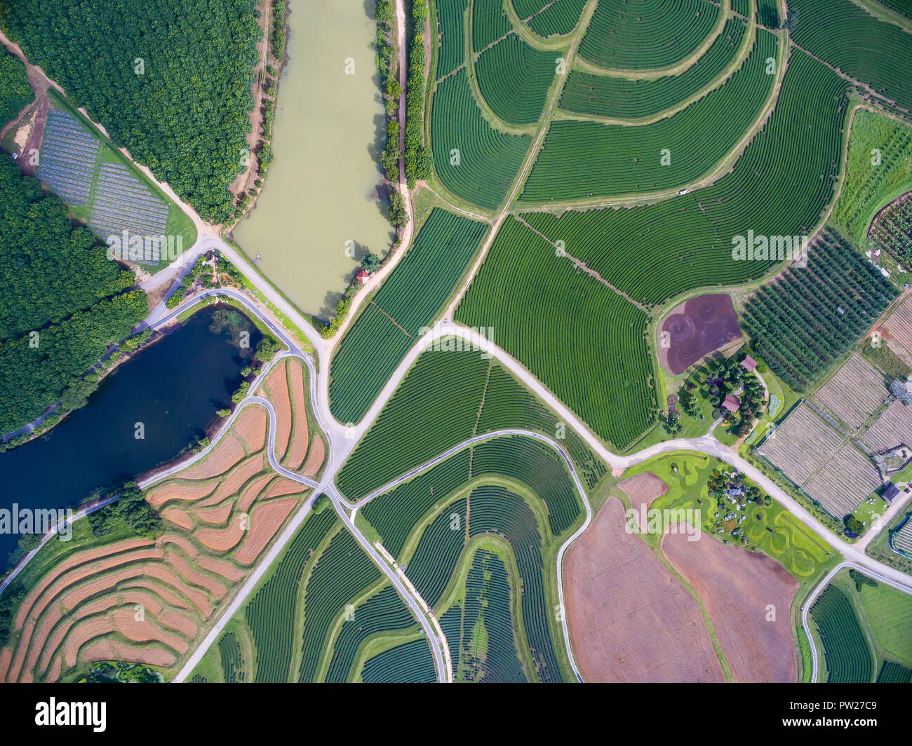Aerial view of tea plantation Stock Photo - Alamy