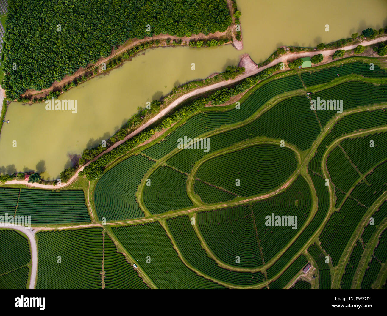 Aerial view of tea plantation Stock Photo - Alamy