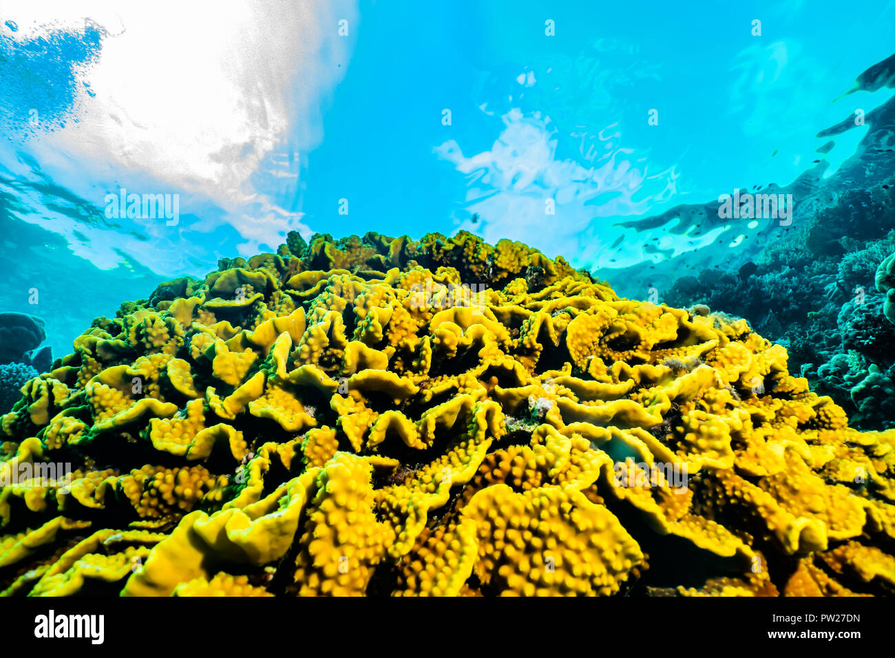 Coral reefs and water plants in the Red Sea Stock Photo - Alamy