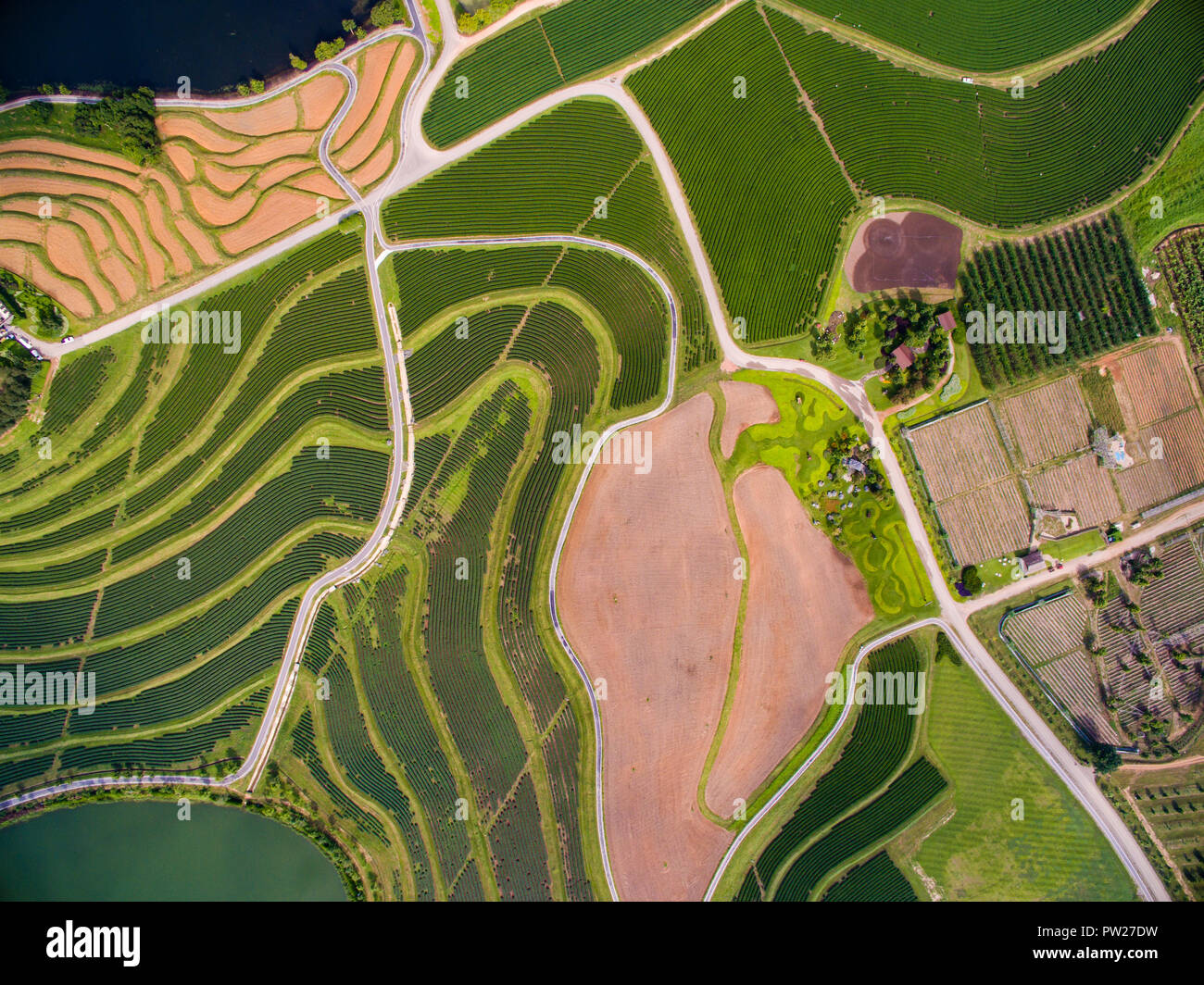 Aerial view of tea plantation Stock Photo - Alamy
