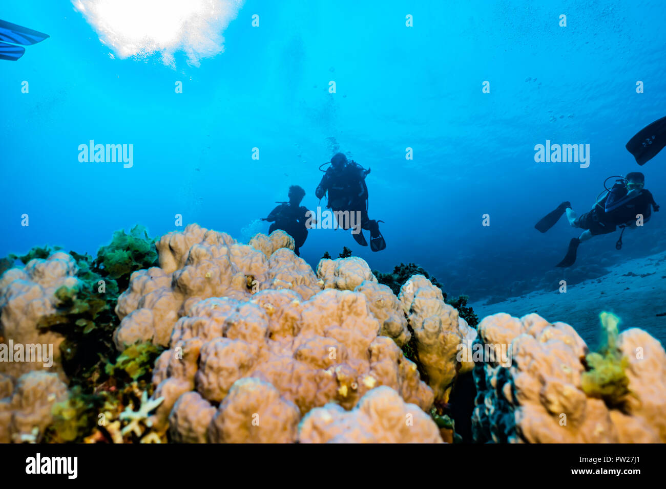 Coral reefs and water plants in the Red Sea Stock Photo - Alamy
