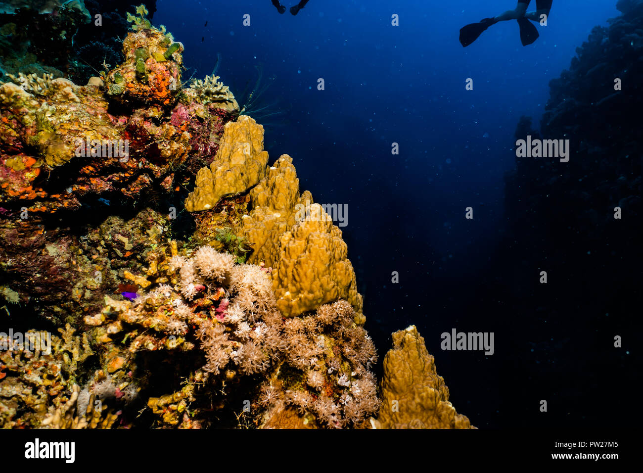Coral reefs and water plants in the Red Sea Stock Photo - Alamy