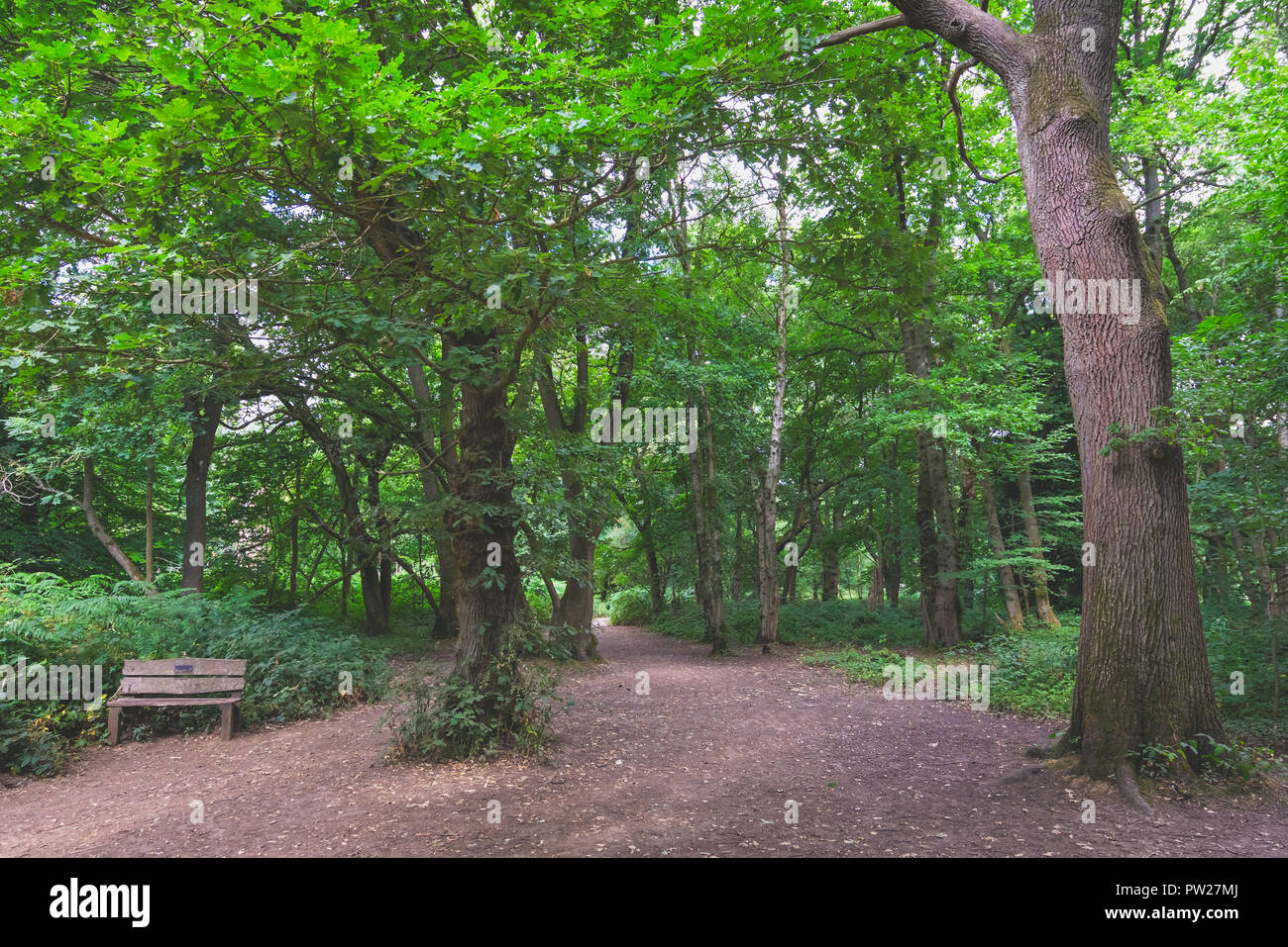 Path through Banstead woods in Surrey, England Stock Photo - Alamy