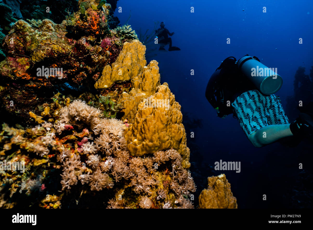 Coral reefs and water plants in the Red Sea Stock Photo - Alamy