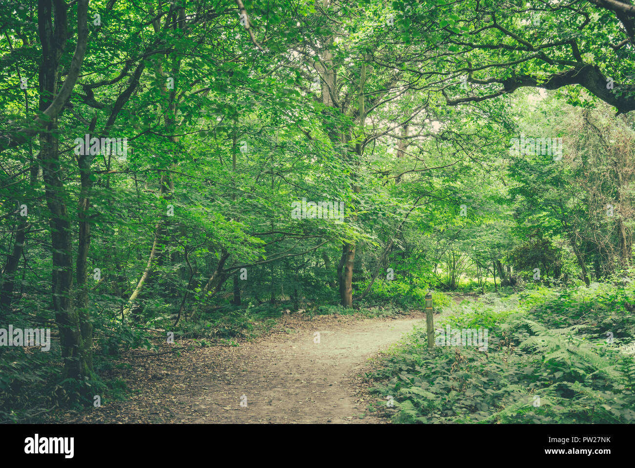 Path through Banstead woods in Surrey, England Stock Photo - Alamy