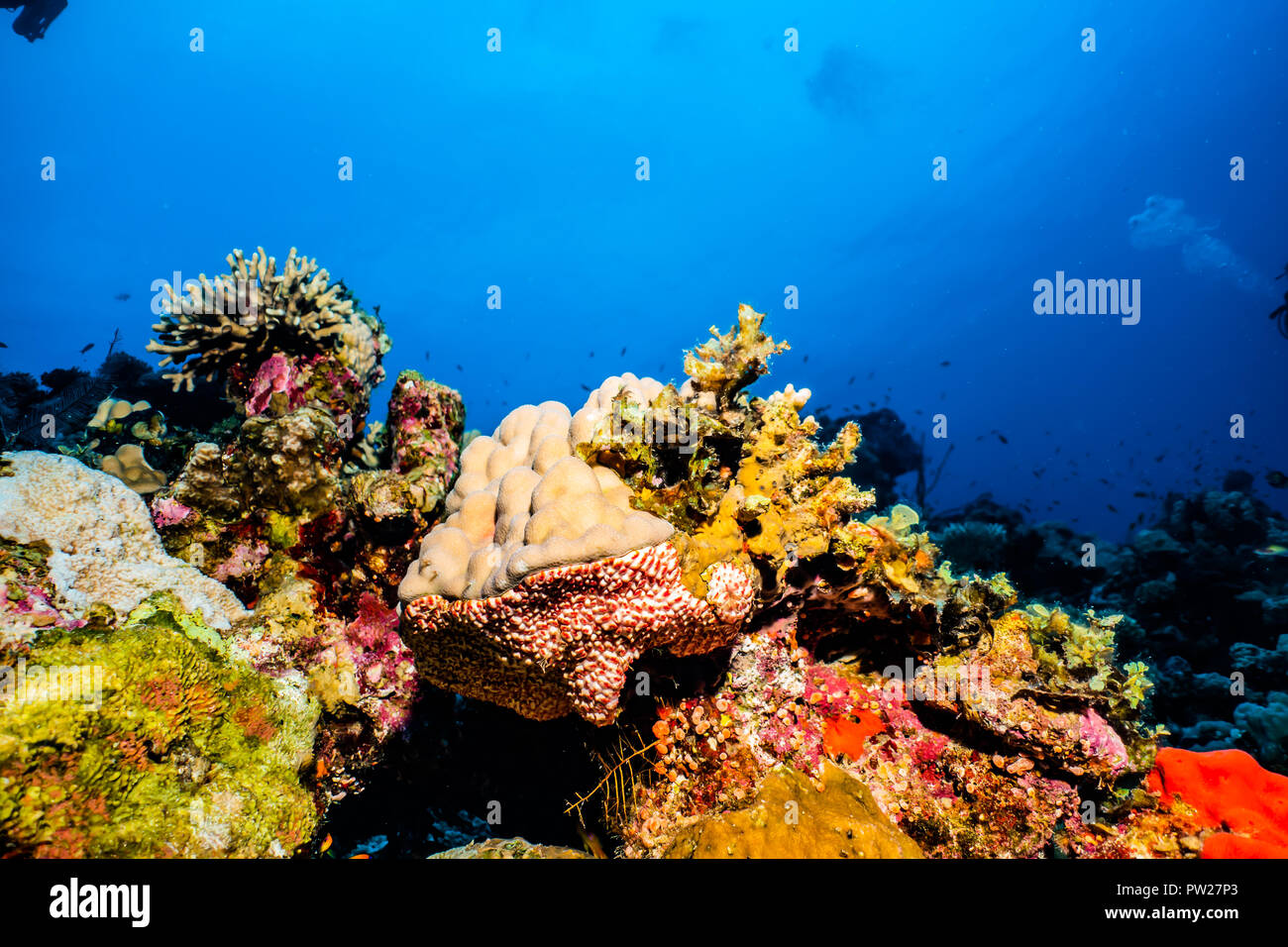 Coral reefs and water plants in the Red Sea Stock Photo - Alamy