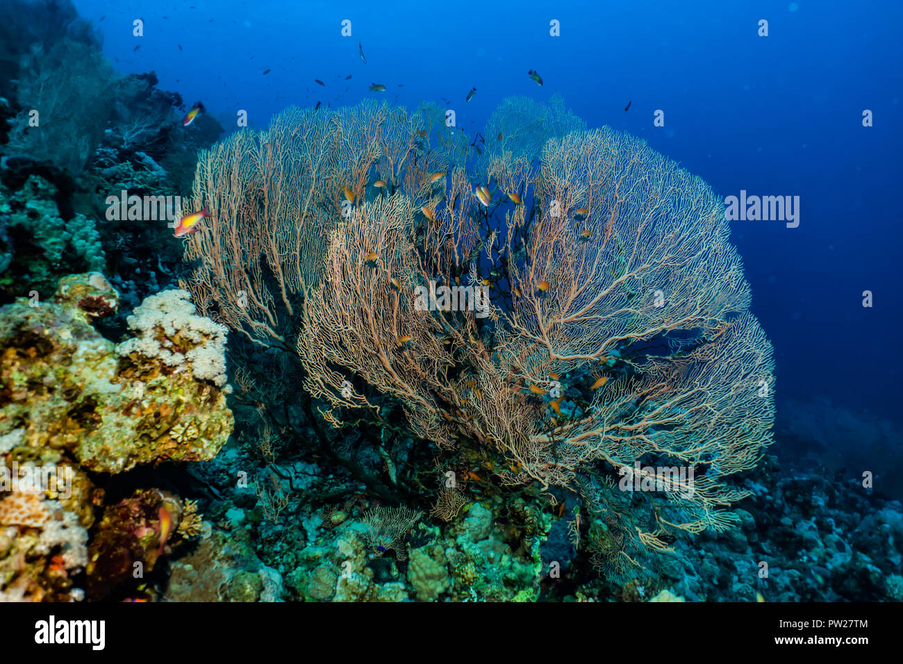 Coral reefs and water plants in the Red Sea Stock Photo - Alamy