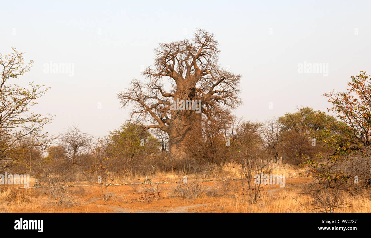 Large baobab tree in the north of Botswana Stock Photo - Alamy