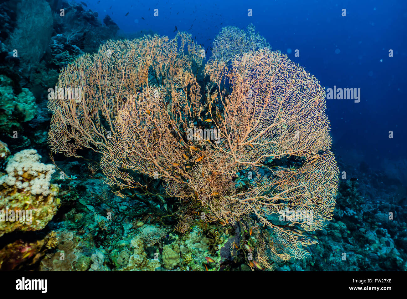 Coral reefs and water plants in the Red Sea Stock Photo - Alamy