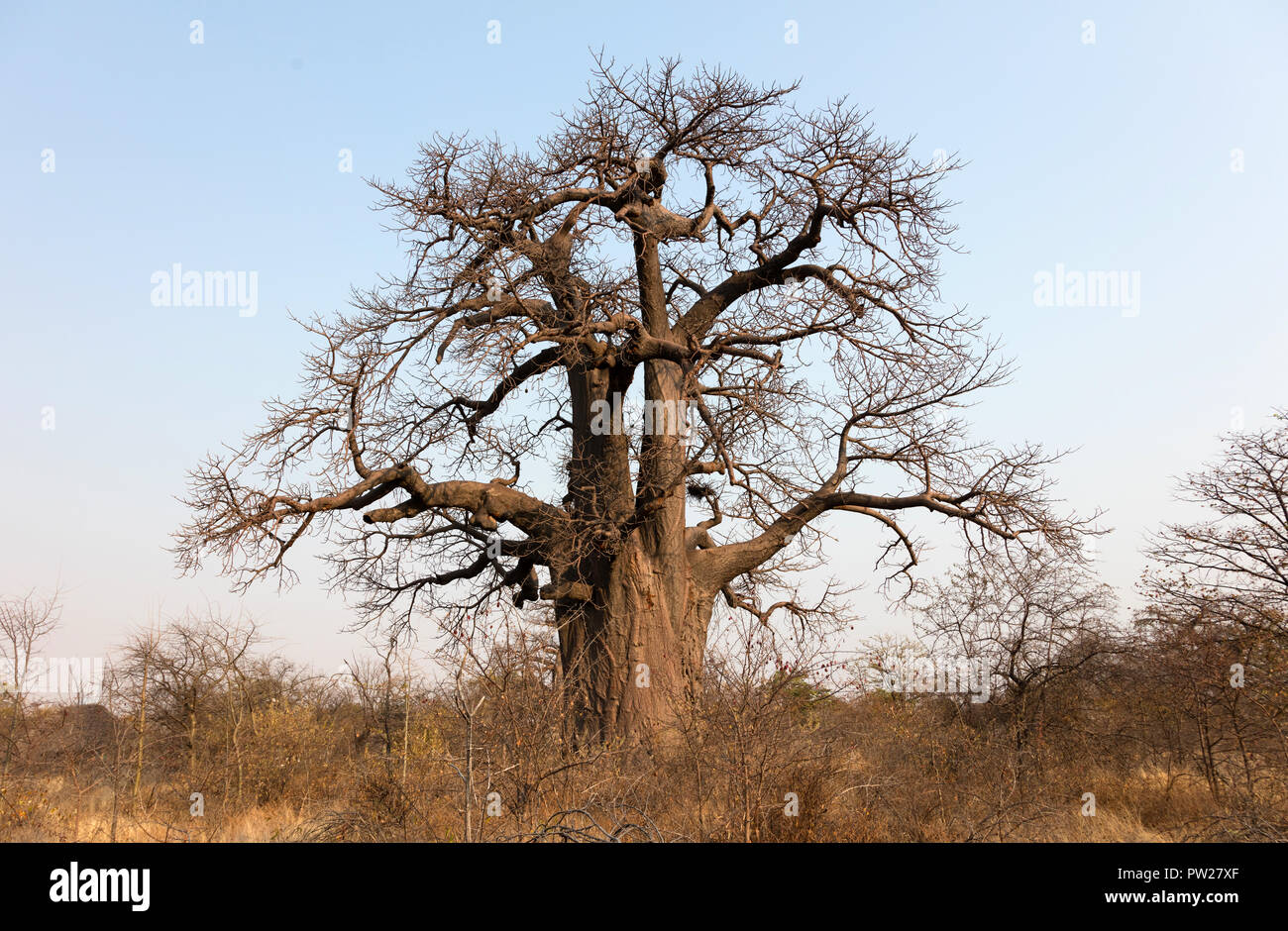 Large baobab tree in the north of Botswana Stock Photo - Alamy