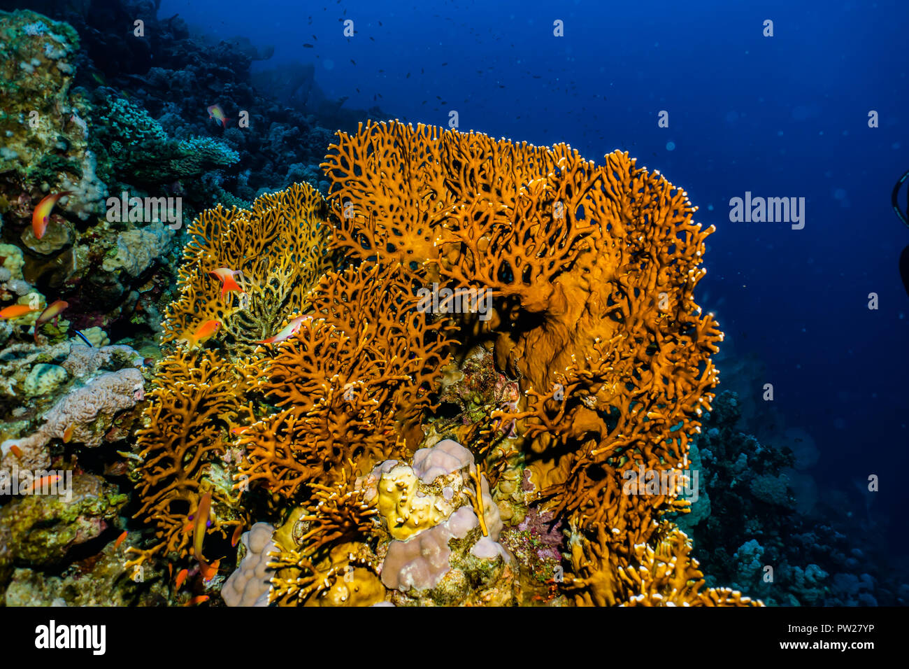Coral reefs and water plants in the Red Sea Stock Photo - Alamy