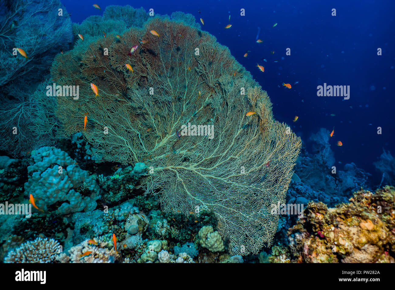 Coral reefs and water plants in the Red Sea Stock Photo - Alamy
