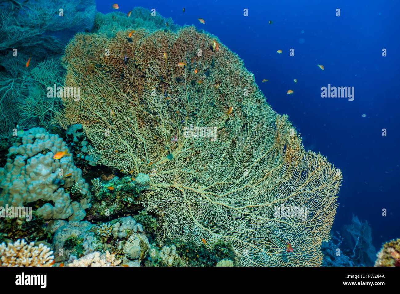 Coral reefs and water plants in the Red Sea Stock Photo - Alamy