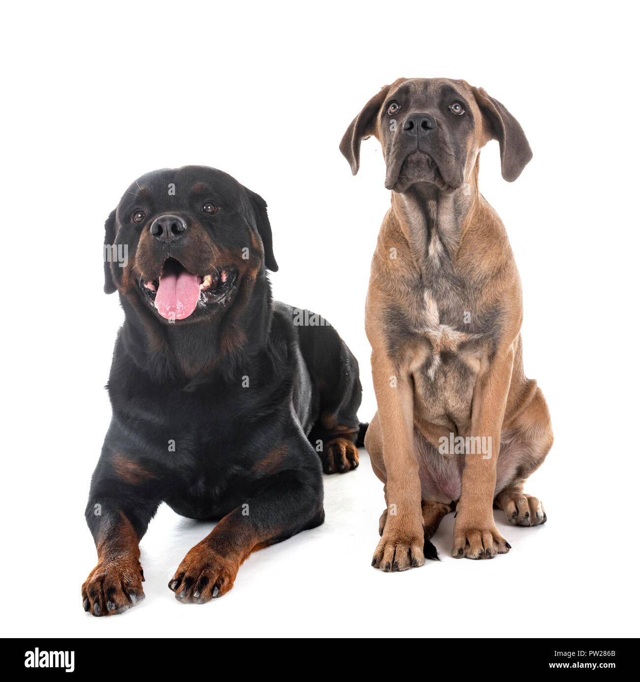 puppy italian mastiff and rottweiler in front of white background Stock ...