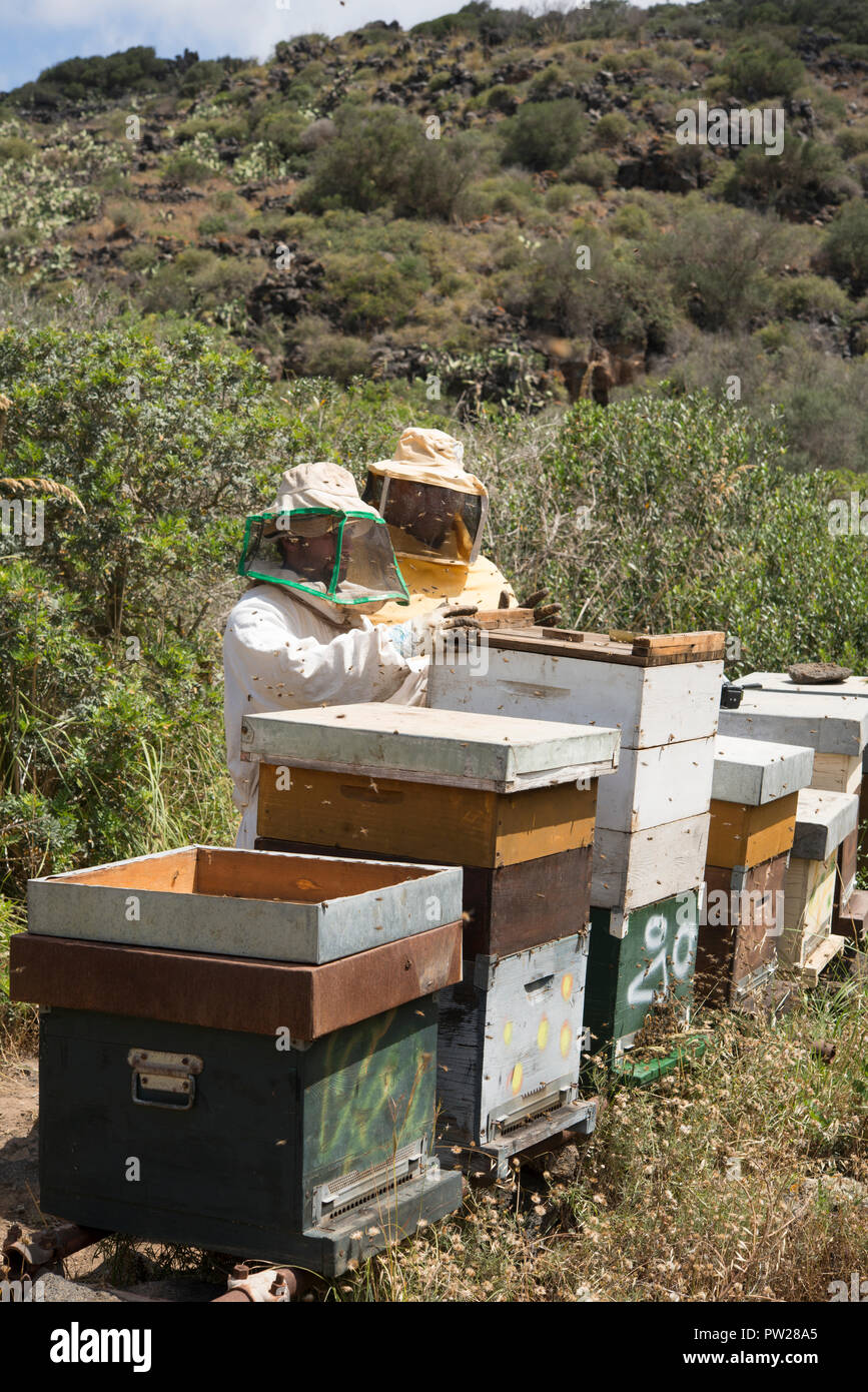 Beekeepers inspect honey combs Stock Photo - Alamy