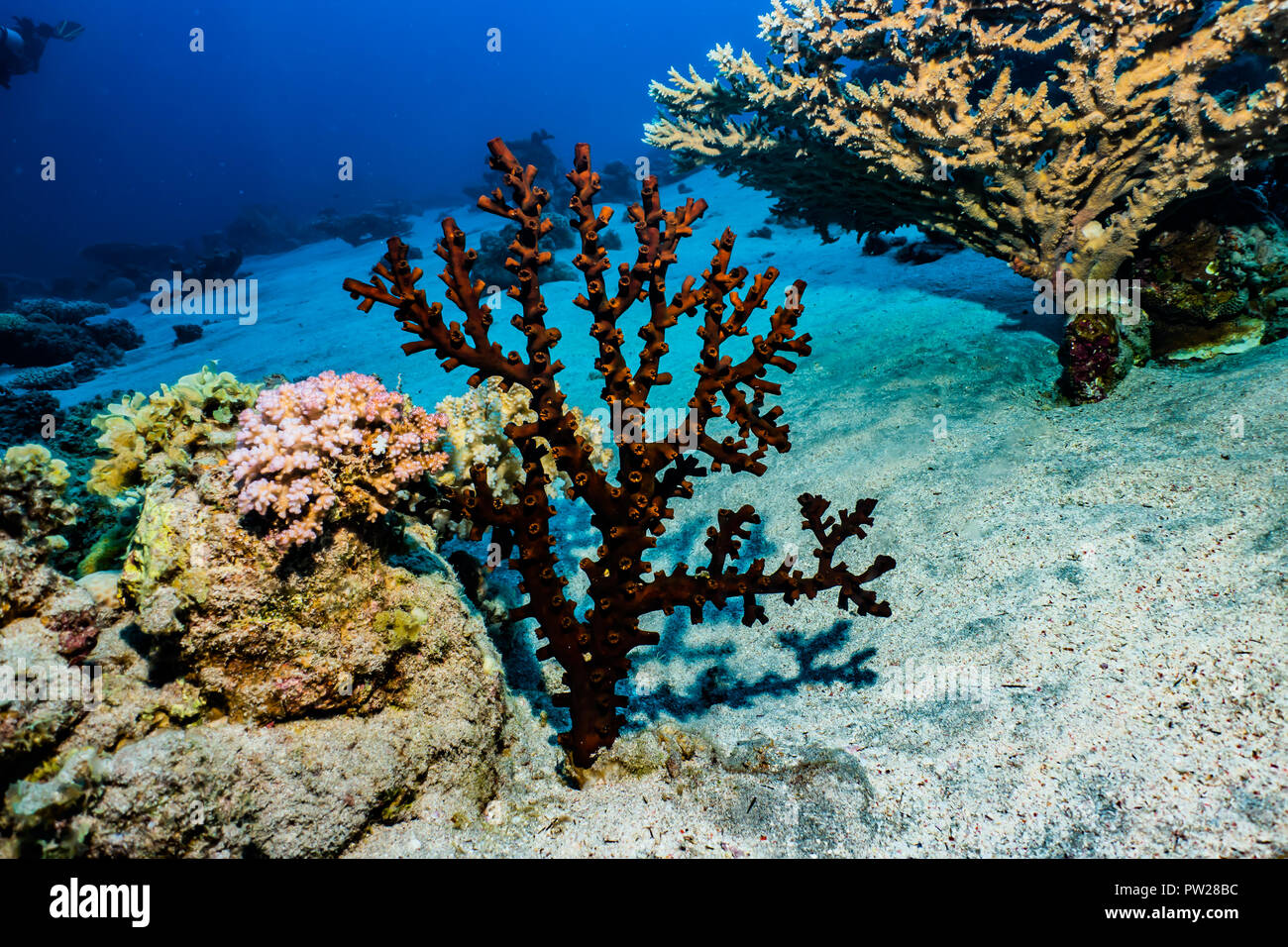 Coral reefs and water plants in the Red Sea Stock Photo - Alamy