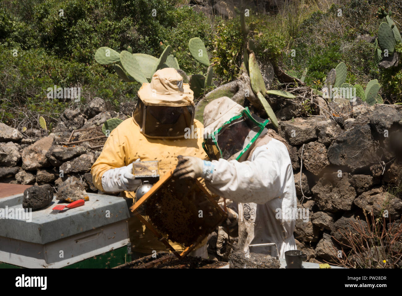 Indigenous bee species hi-res stock photography and images - Alamy