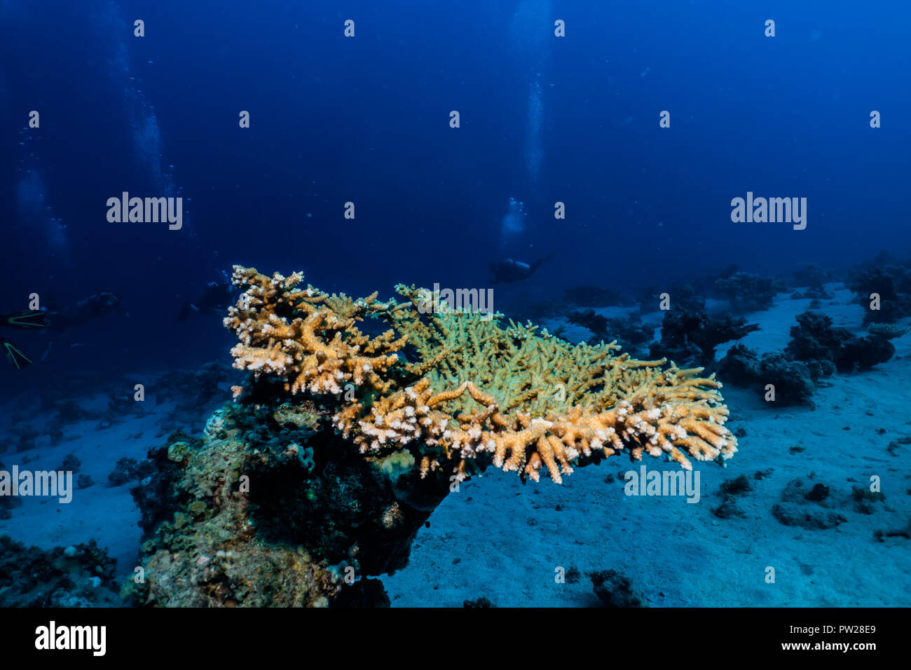 Coral reefs and water plants in the Red Sea Stock Photo - Alamy