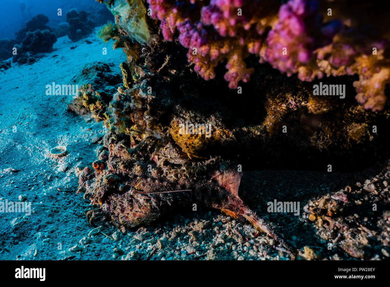 Coral reefs and water plants in the Red Sea Stock Photo - Alamy
