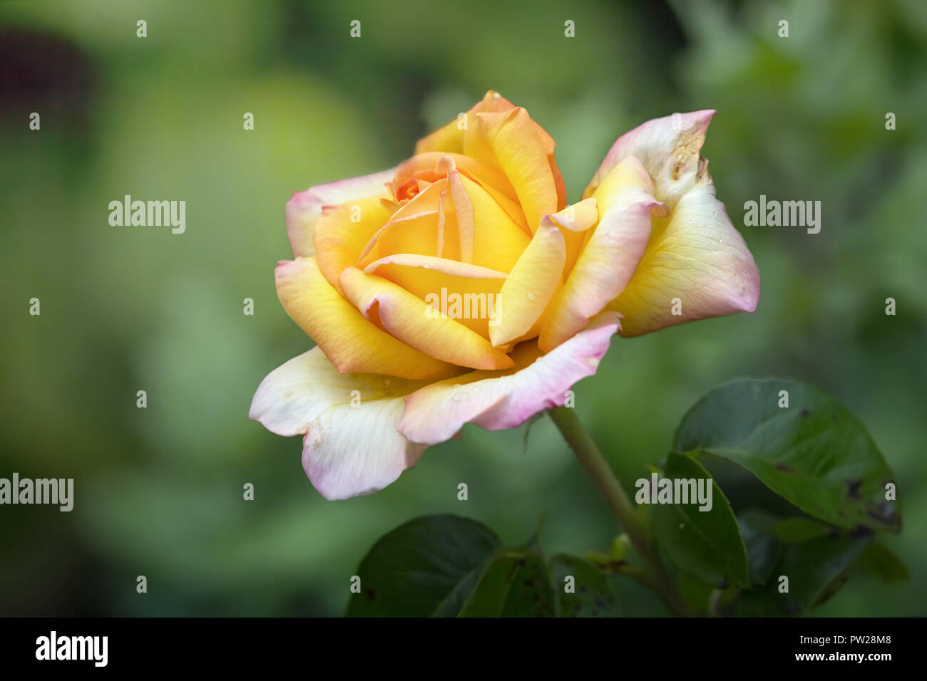 Floral garden hi-res stock photography and images - Alamy