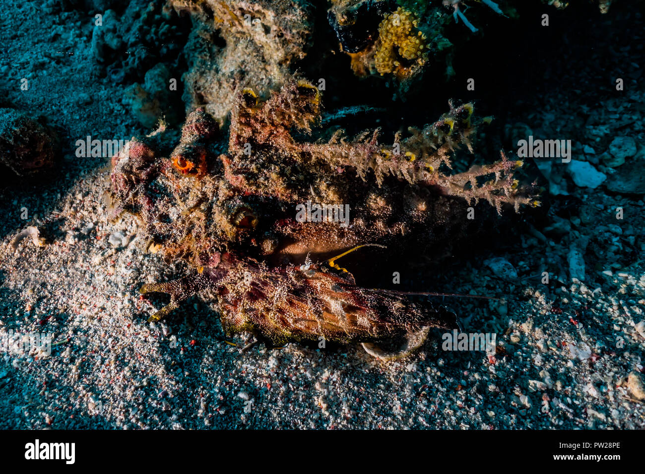 Coral reefs and water plants in the Red Sea Stock Photo - Alamy